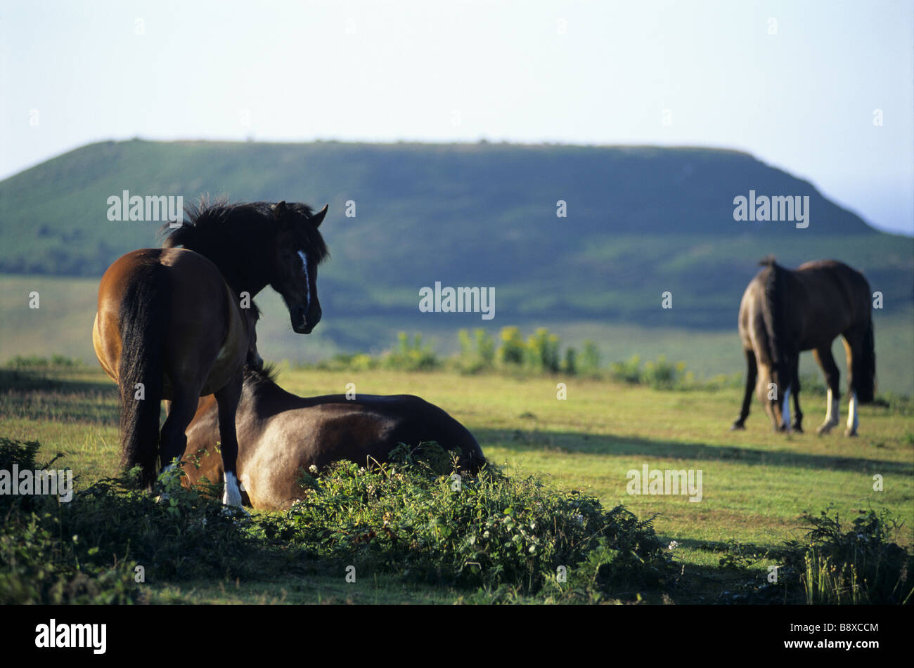 Golden Cap Estate Stock Photo - Alamy