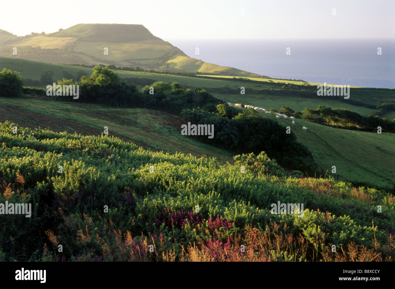 Golden Cap Estate High Resolution Stock Photography and Images - Alamy