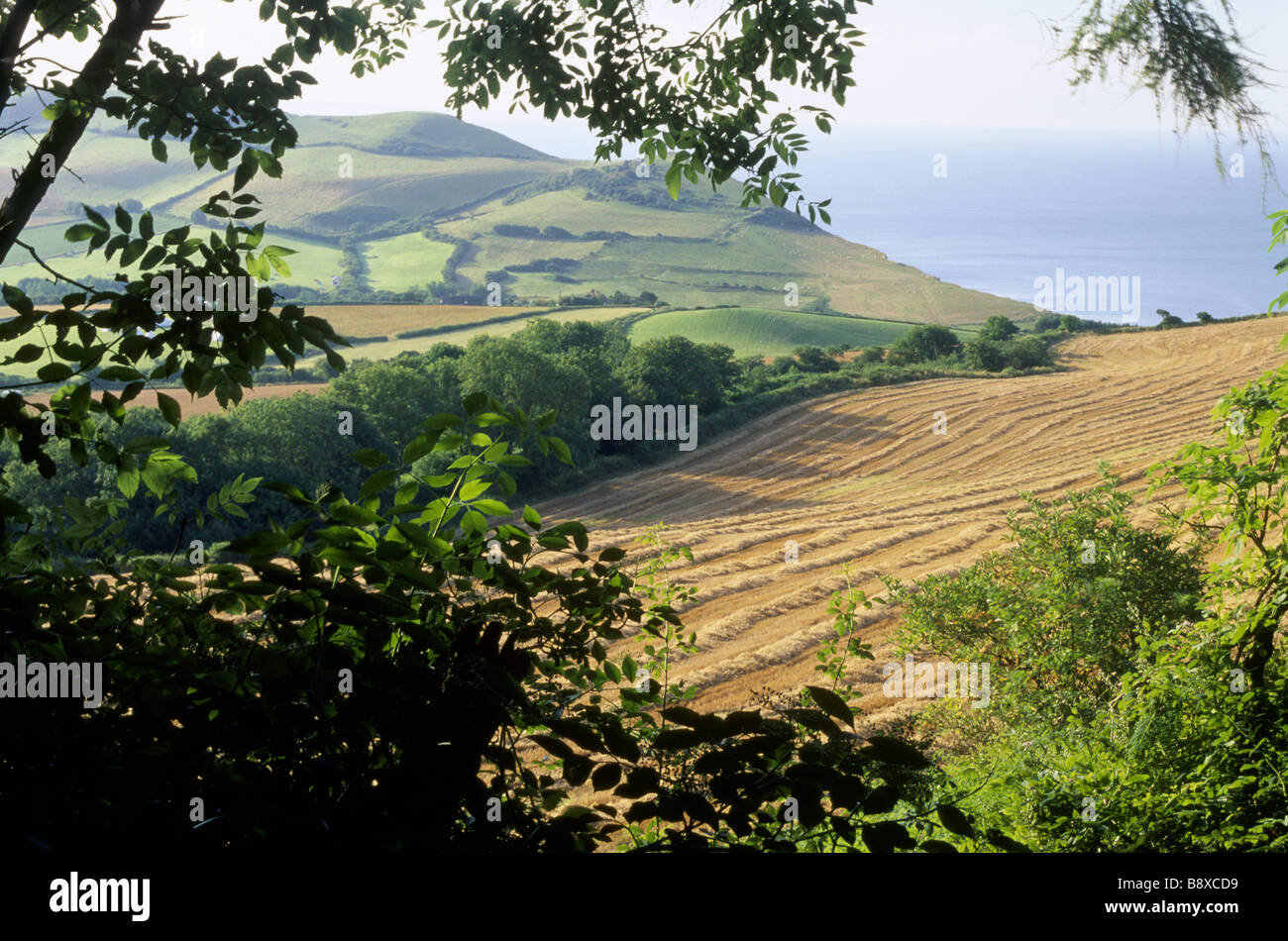 Fields on the Golden Cap Estate One has hay gathered into rows ready ...