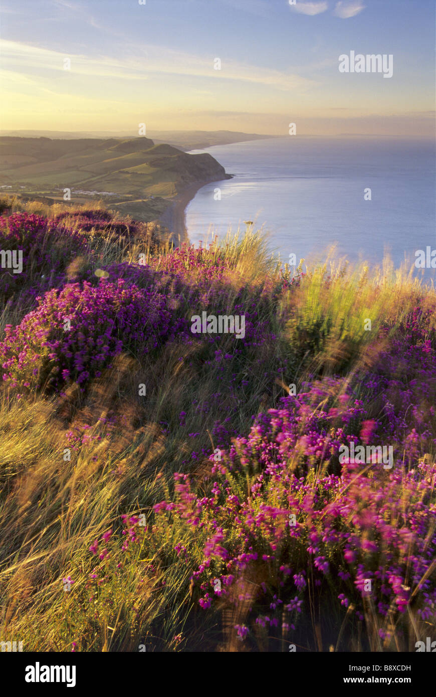 Golden Cap Estate High Resolution Stock Photography and Images - Alamy