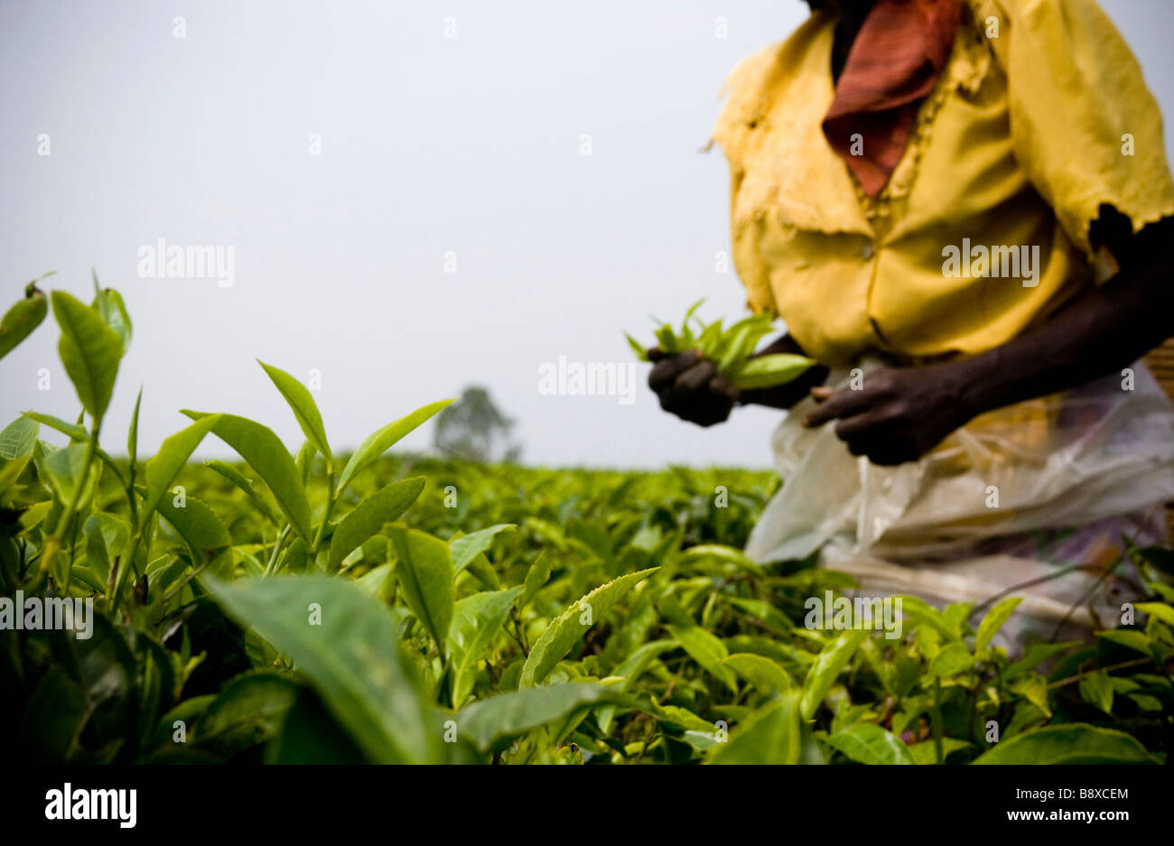 Fair trade tea farmer Stock Photo - Alamy