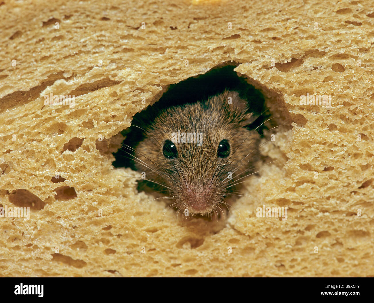 house mouse - looking through hole in bread / Mus Musculus Stock Photo ...
