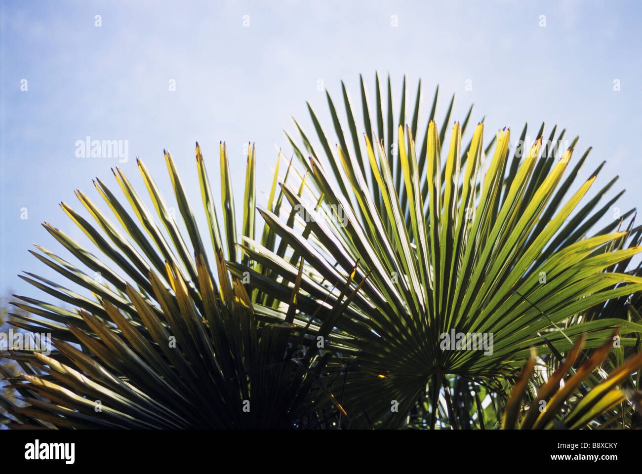 Close up of the spikey fronds of a palm tree Trachycarpus in the garden ...