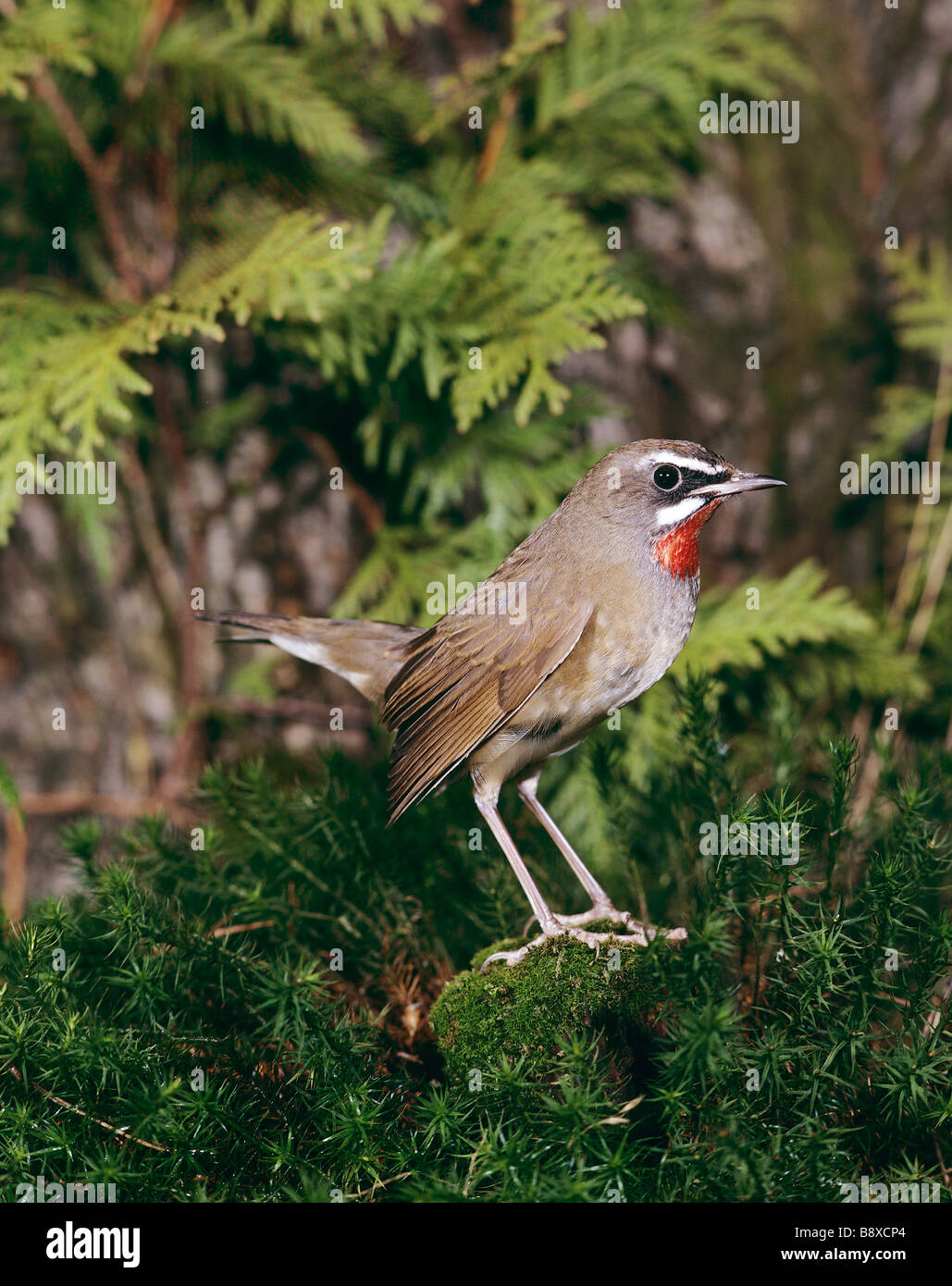Siberian Rubythroat - standing / Luscinia Calliope Stock Photo - Alamy