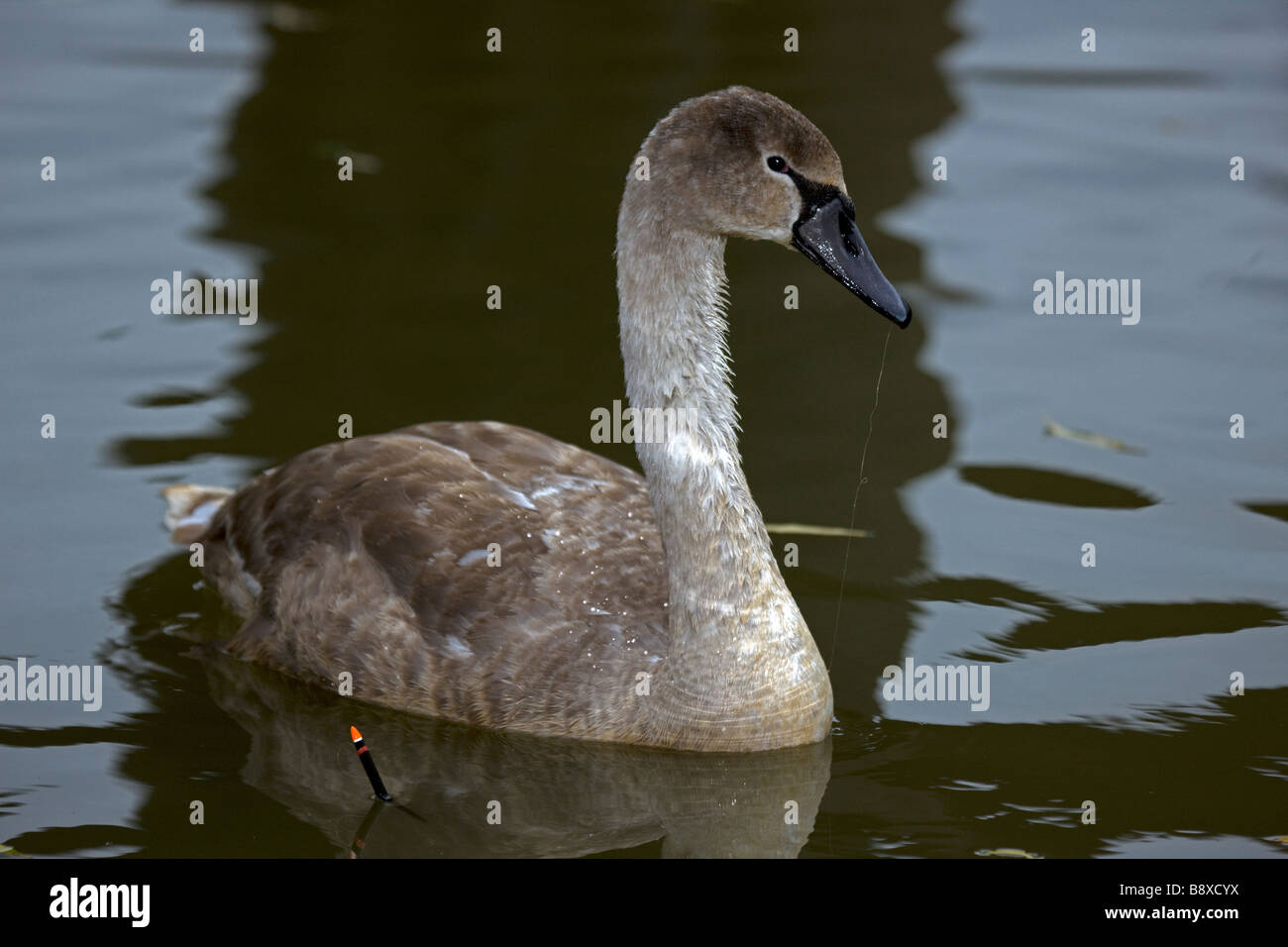 Human swan hi-res stock photography and images - Alamy