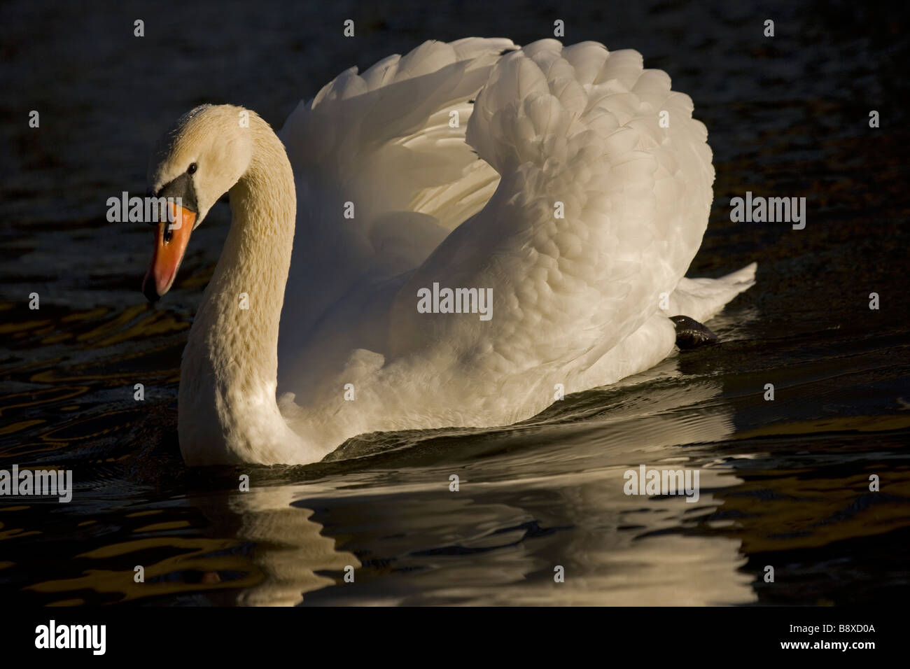 Mute Swan (Cygnus olor) UK - Showing busking display Stock Photo - Alamy