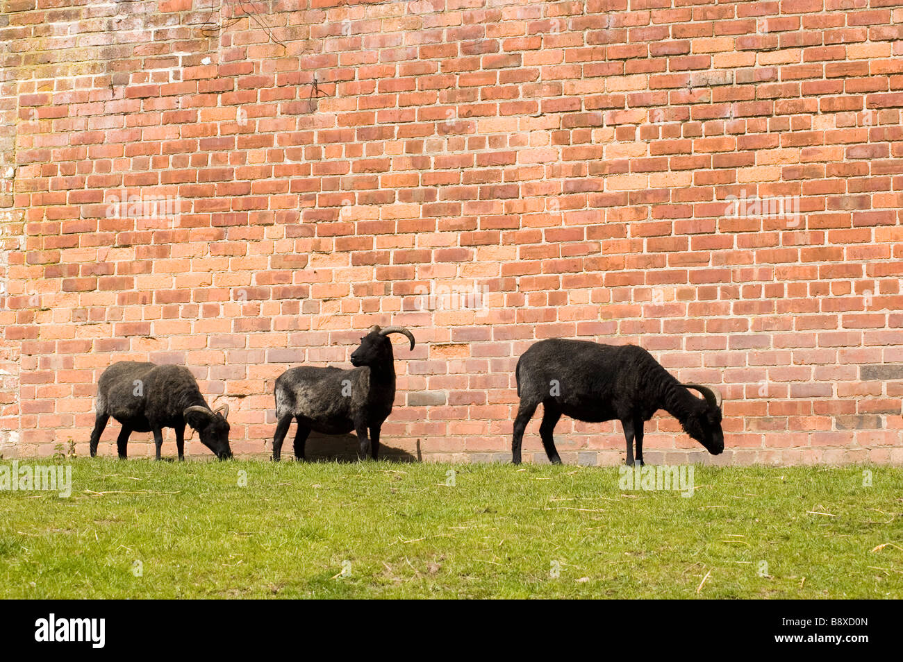 Three Black Goats grazing in front of a brick wall Stock Photo - Alamy