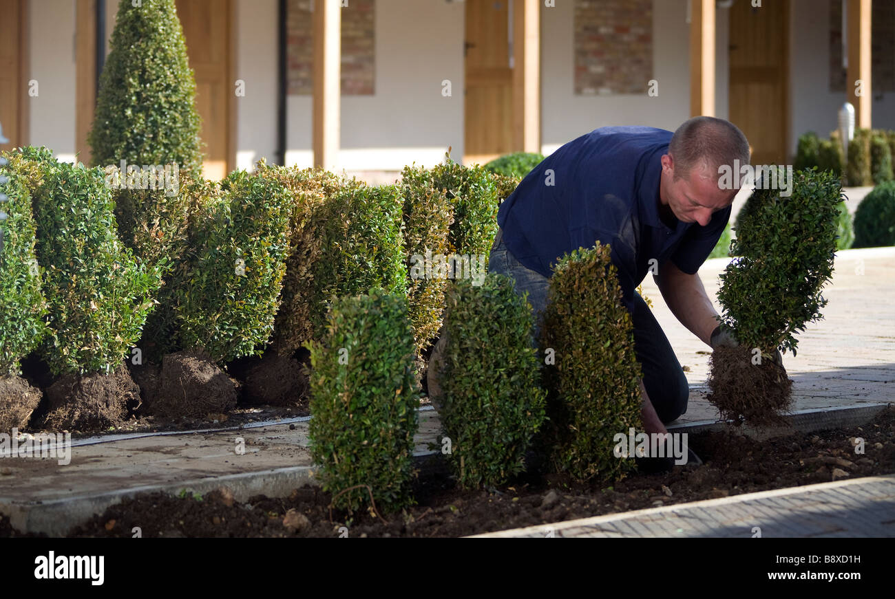 gardener planting out shrubs Stock Photo - Alamy