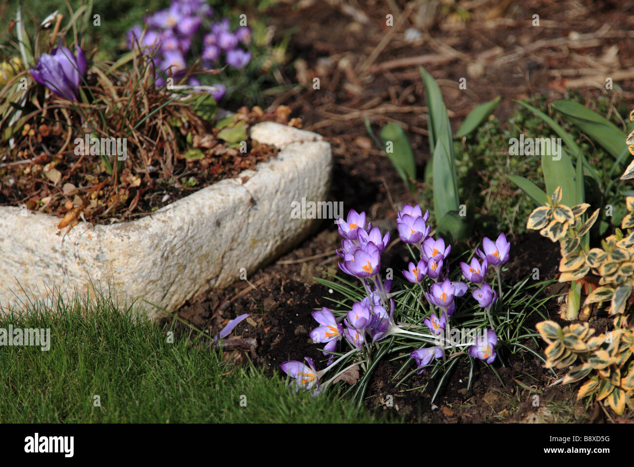 A clump of crocus flowers next to a stone trough Stock Photo - Alamy