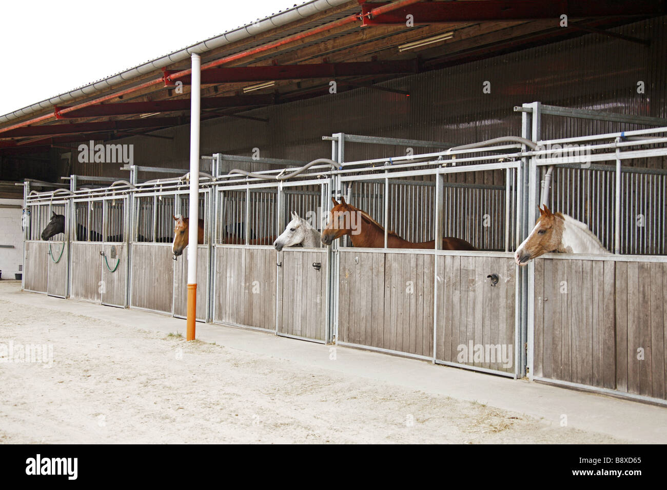 horses in stable Stock Photo - Alamy