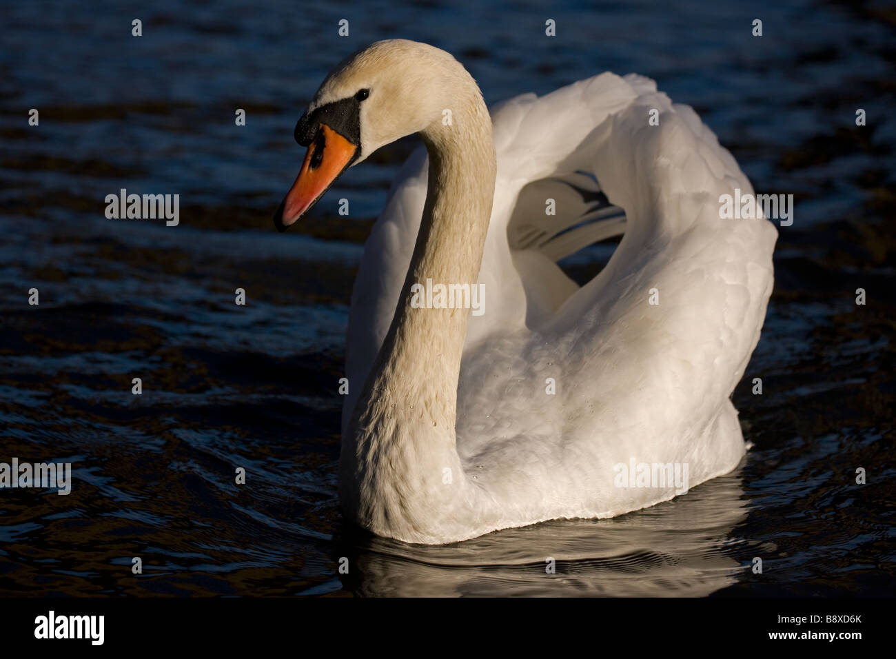 Mute Swan (Cygnus olor) UK - Showing busking display Stock Photo - Alamy