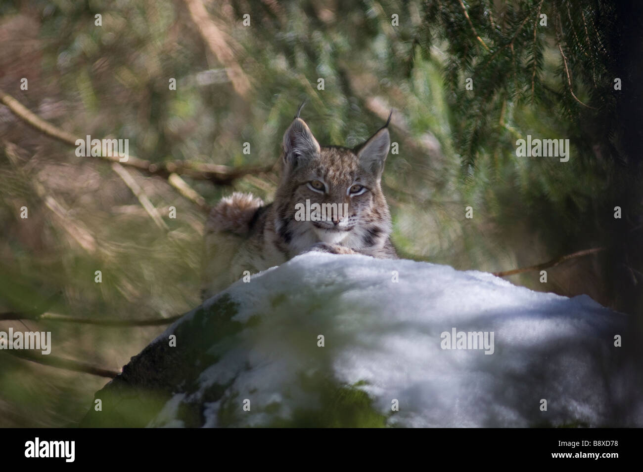 lynx eurasian europe snow Stock Photo - Alamy
