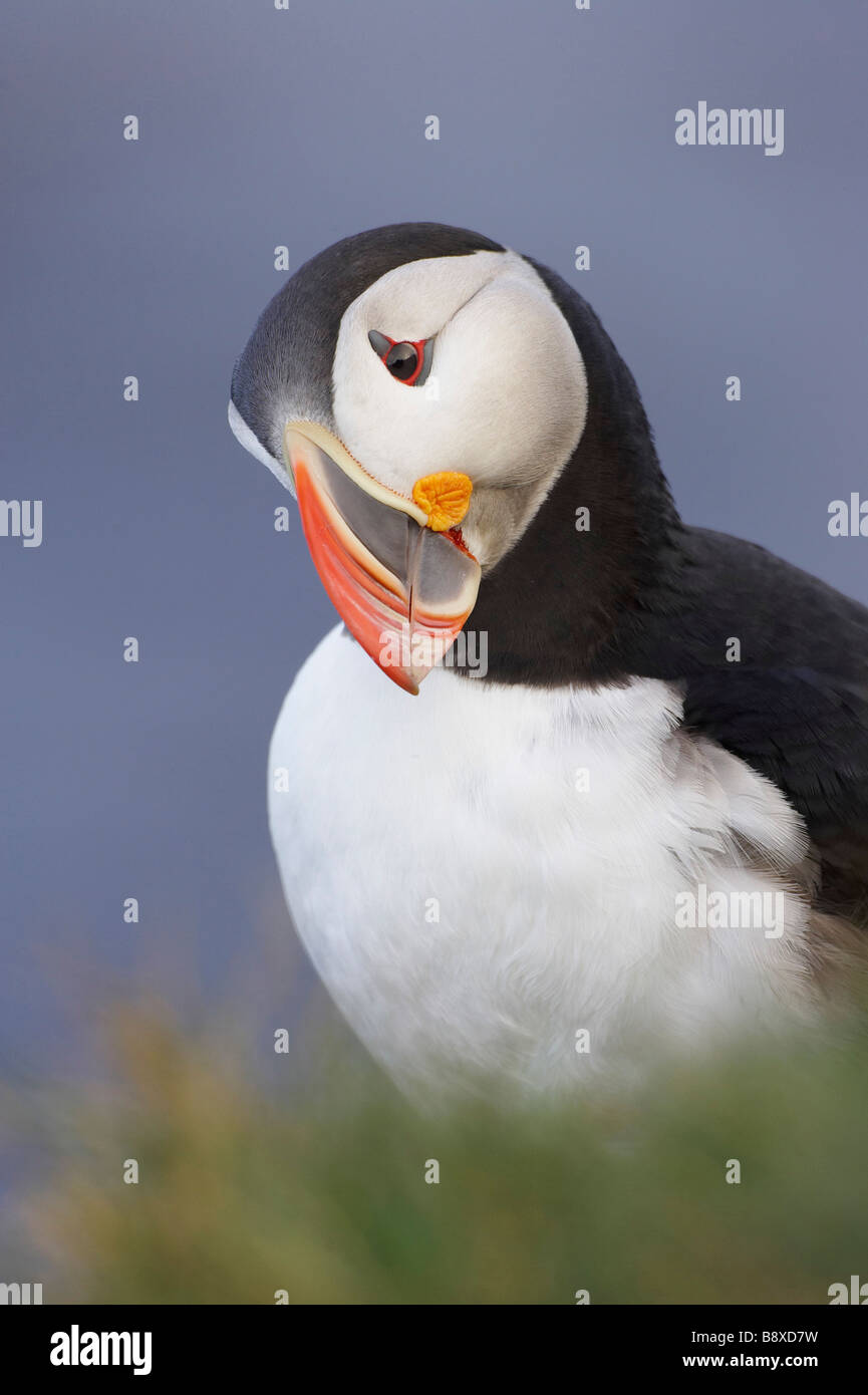Atlantic Puffin (Fratercula arctica), close-up portrait of adult in ...
