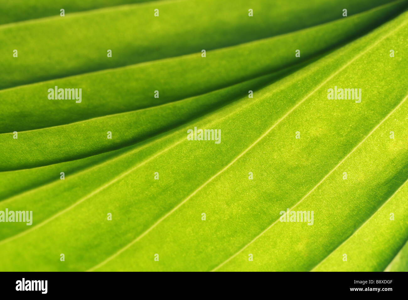 hosta leaf abstract pattern Stock Photo - Alamy