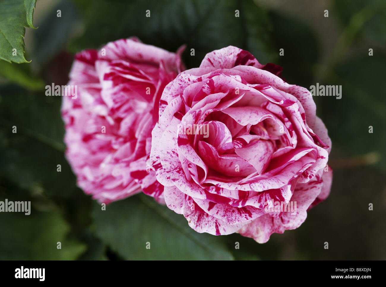 Frilly roses hi-res stock photography and images - Alamy