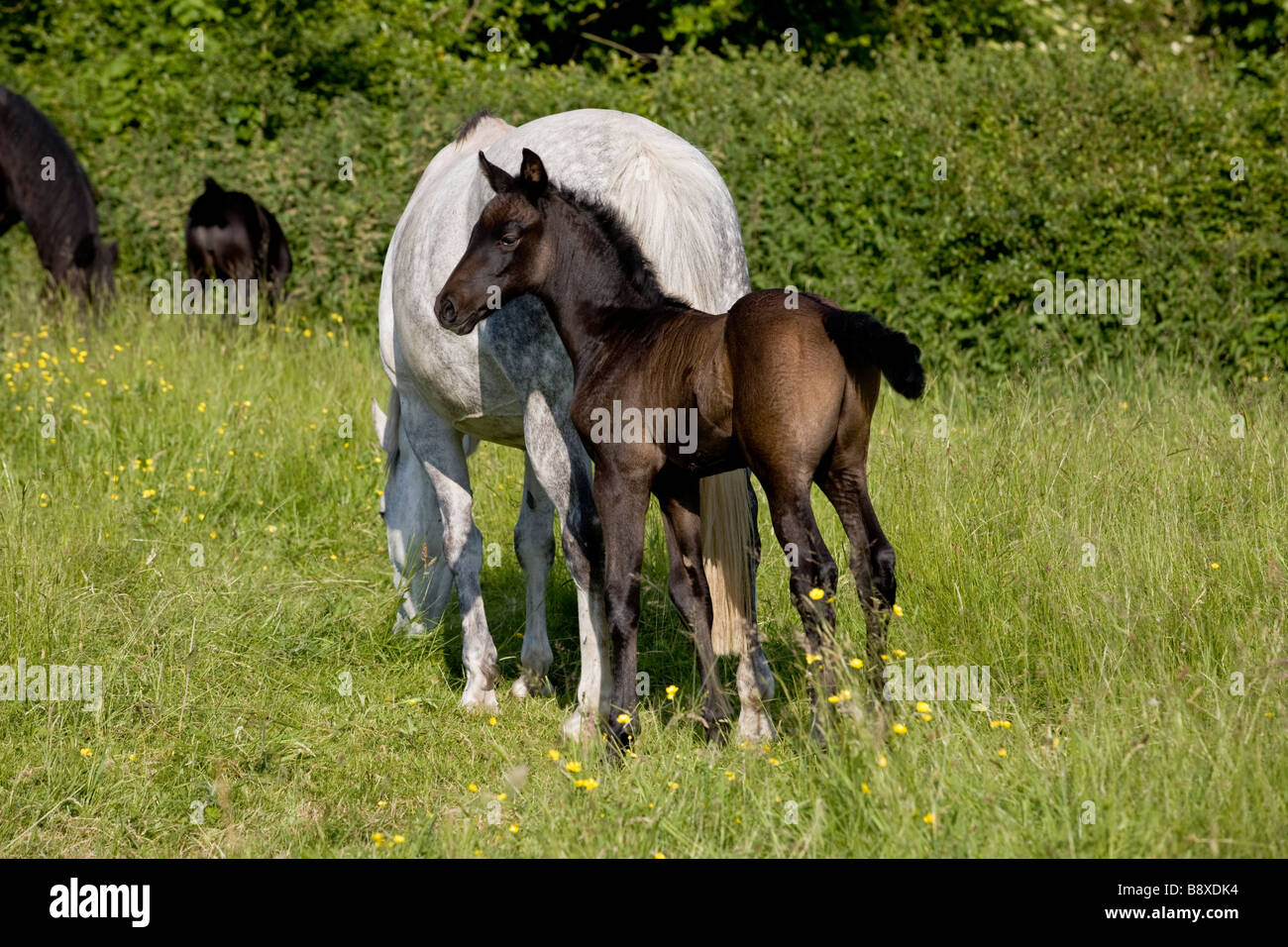 HORSE WITH FOAL IN FIELD ENGLAND Stock Photo - Alamy