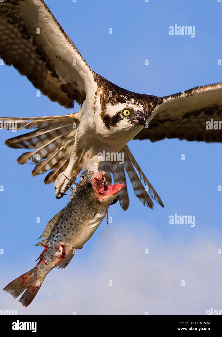 Close up of Osprey in flight with large decapitated fish in its talons ...