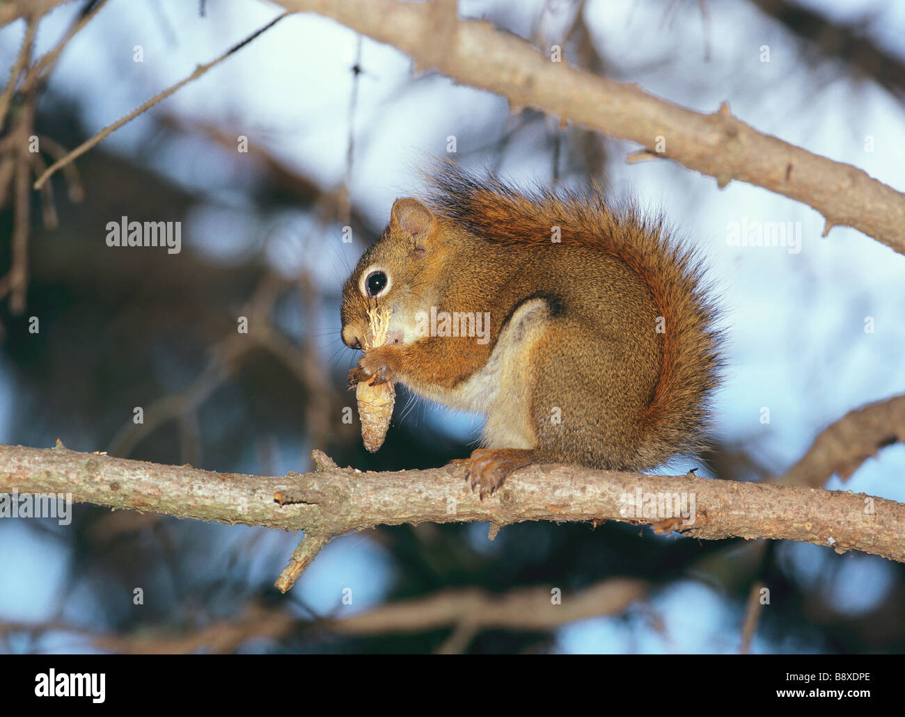 American Red Squirrel - sitting on branch / Tamiasciurus hudsonicus ...