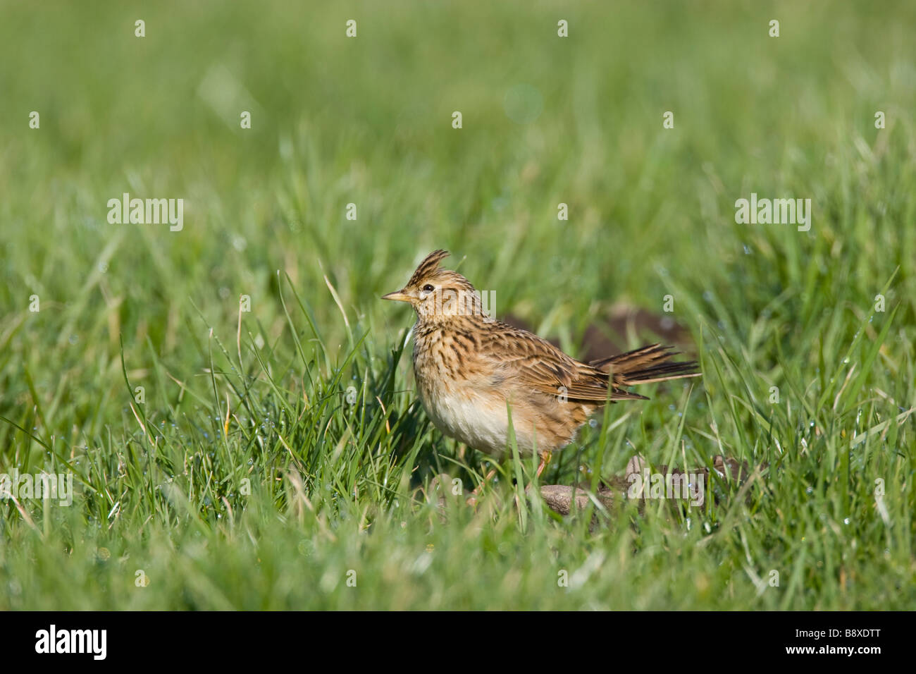 Field Lark Stock Photos & Field Lark Stock Images - Alamy