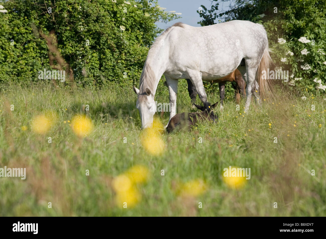 Grey mare with resting foal in filed in summer Stock Photo - Alamy