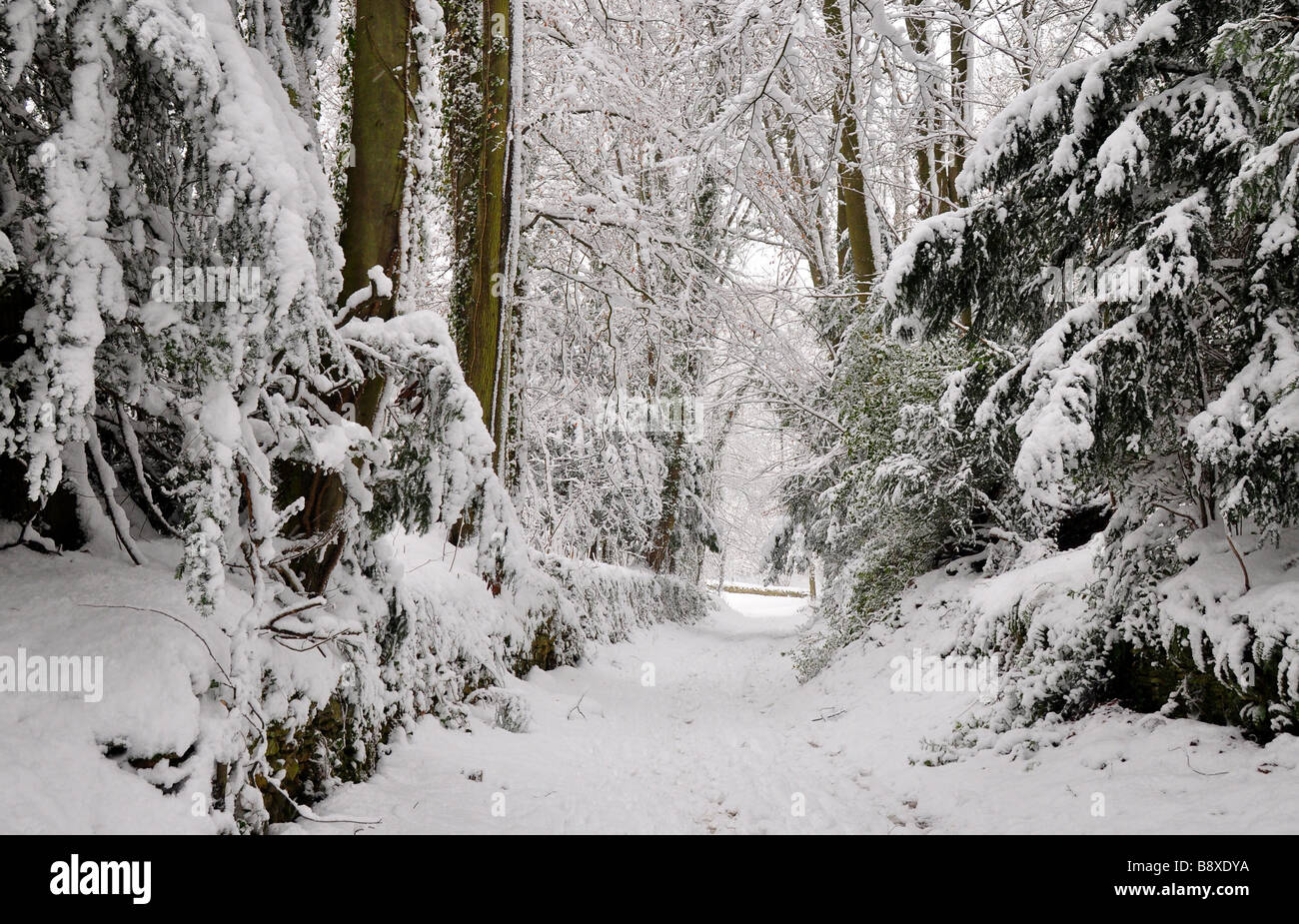 Track through Cotswold Beech woods in deep snow Stock Photo - Alamy