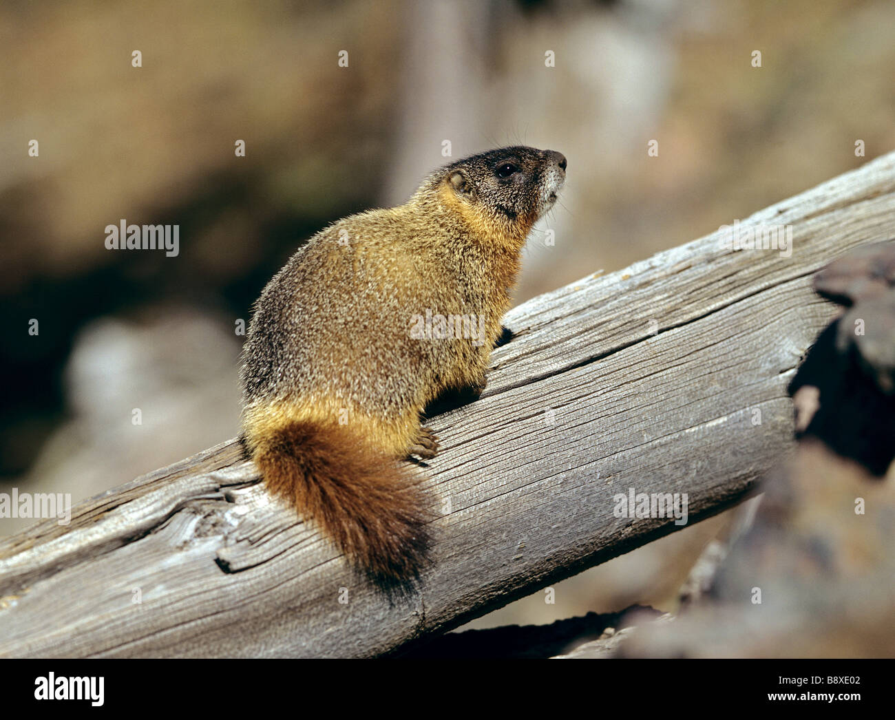 Yellow-bellied Marmot on wooden beam / Marmota flaviventris Stock Photo ...
