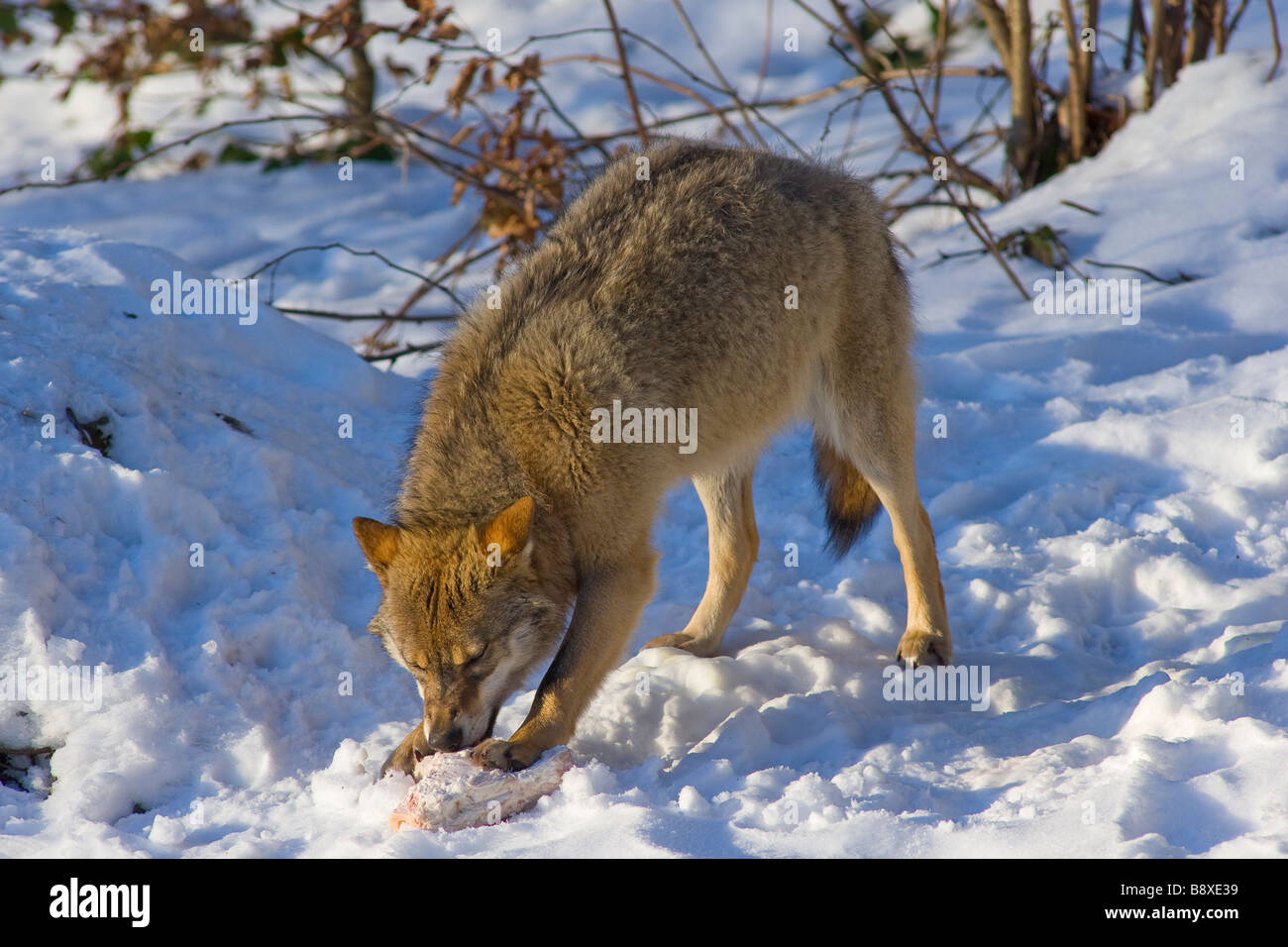 grey wolf eating Stock Photo - Alamy