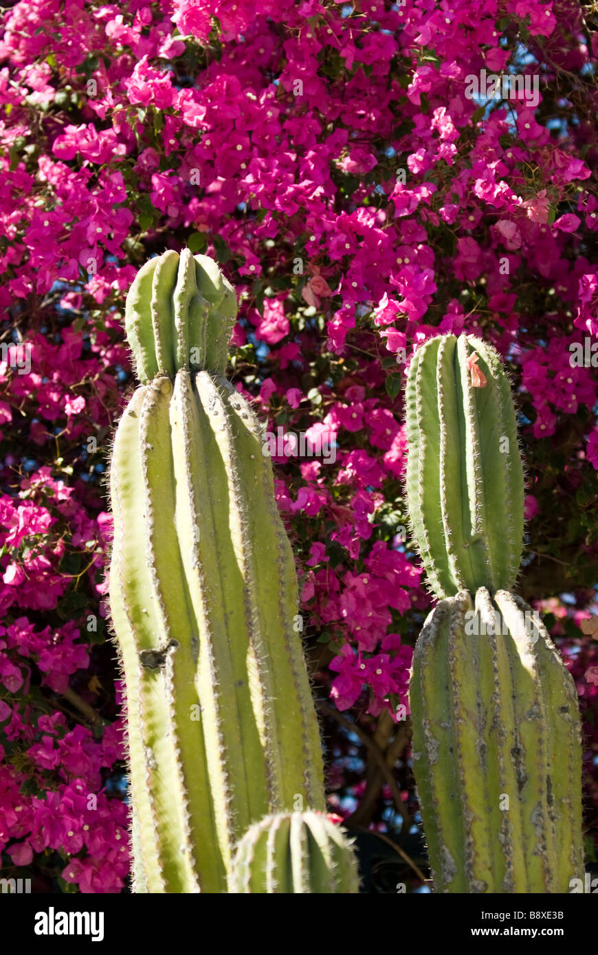 A spring scene in Todos Santos, Mexico Stock Photo - Alamy