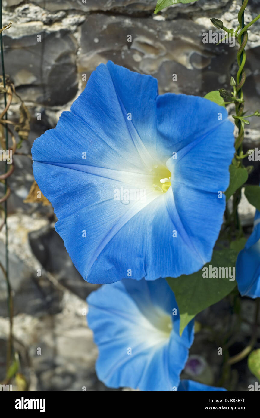 Glorious blue flowers of Convolvulus tricolor Ipomoea at Greys Court ...