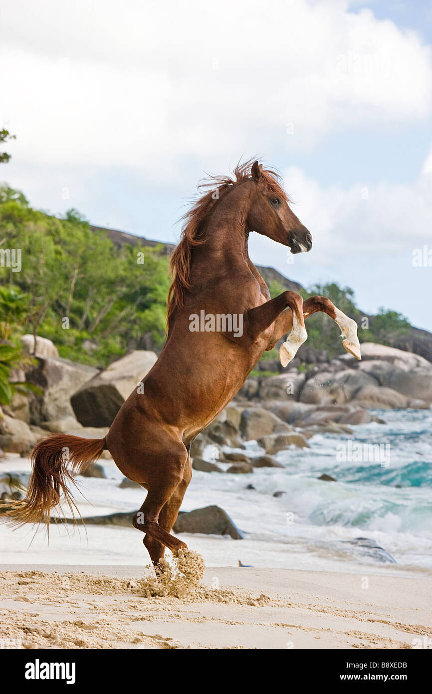 Arabian horse - rearing Stock Photo - Alamy