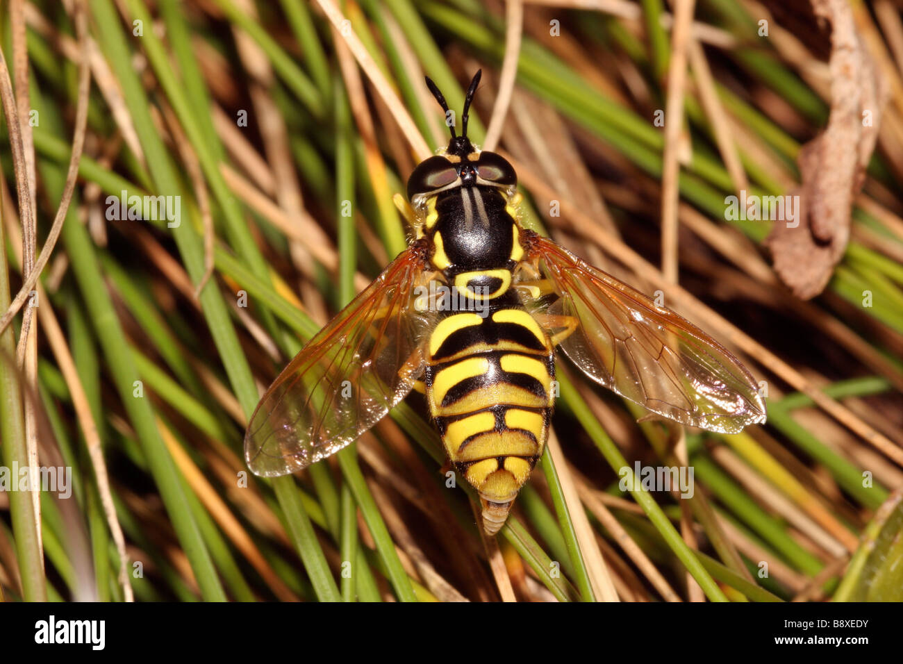 Hoverfly Eggs High Resolution Stock Photography and Images - Alamy