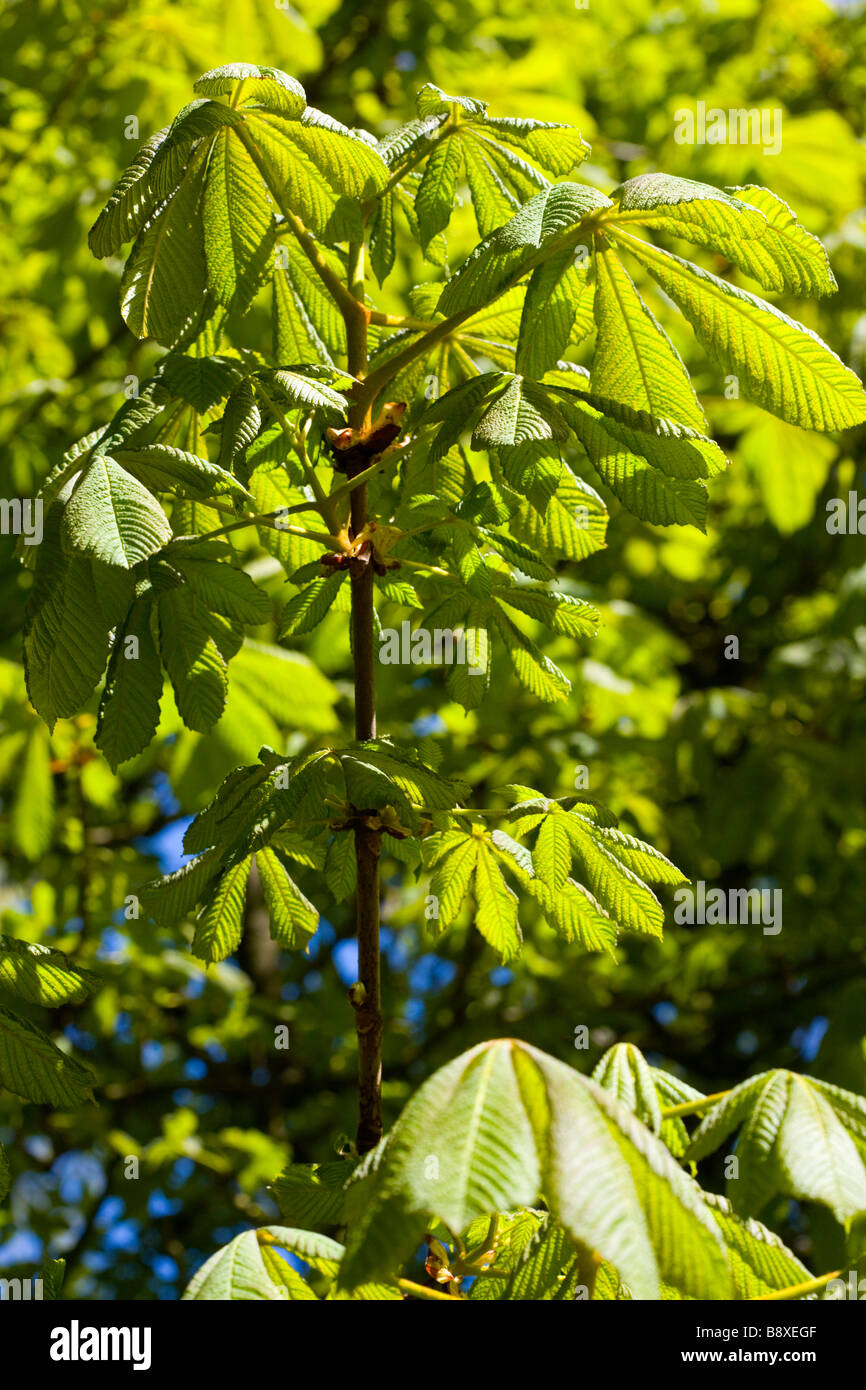 A Sunlit Horse chestnut Sapling in Woodland at Alderley Edge in ...
