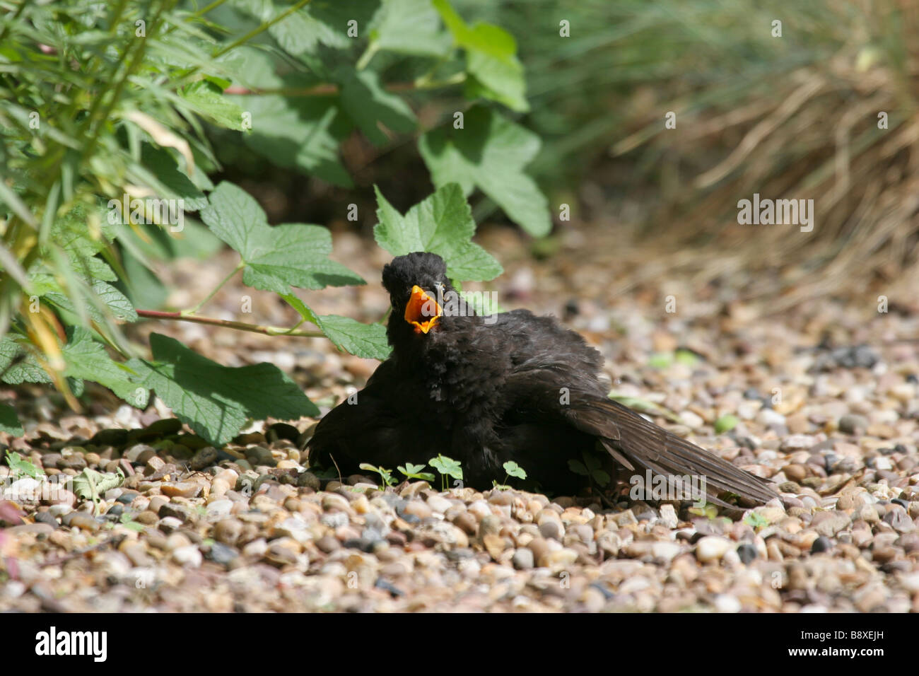 Sunbathing blackbird hi-res stock photography and images - Alamy
