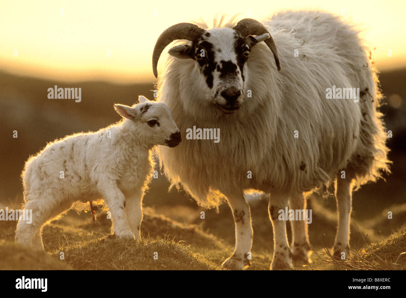 Domestic Sheep (Ovis ammon aries), ewe with new born lamb backlit in ...