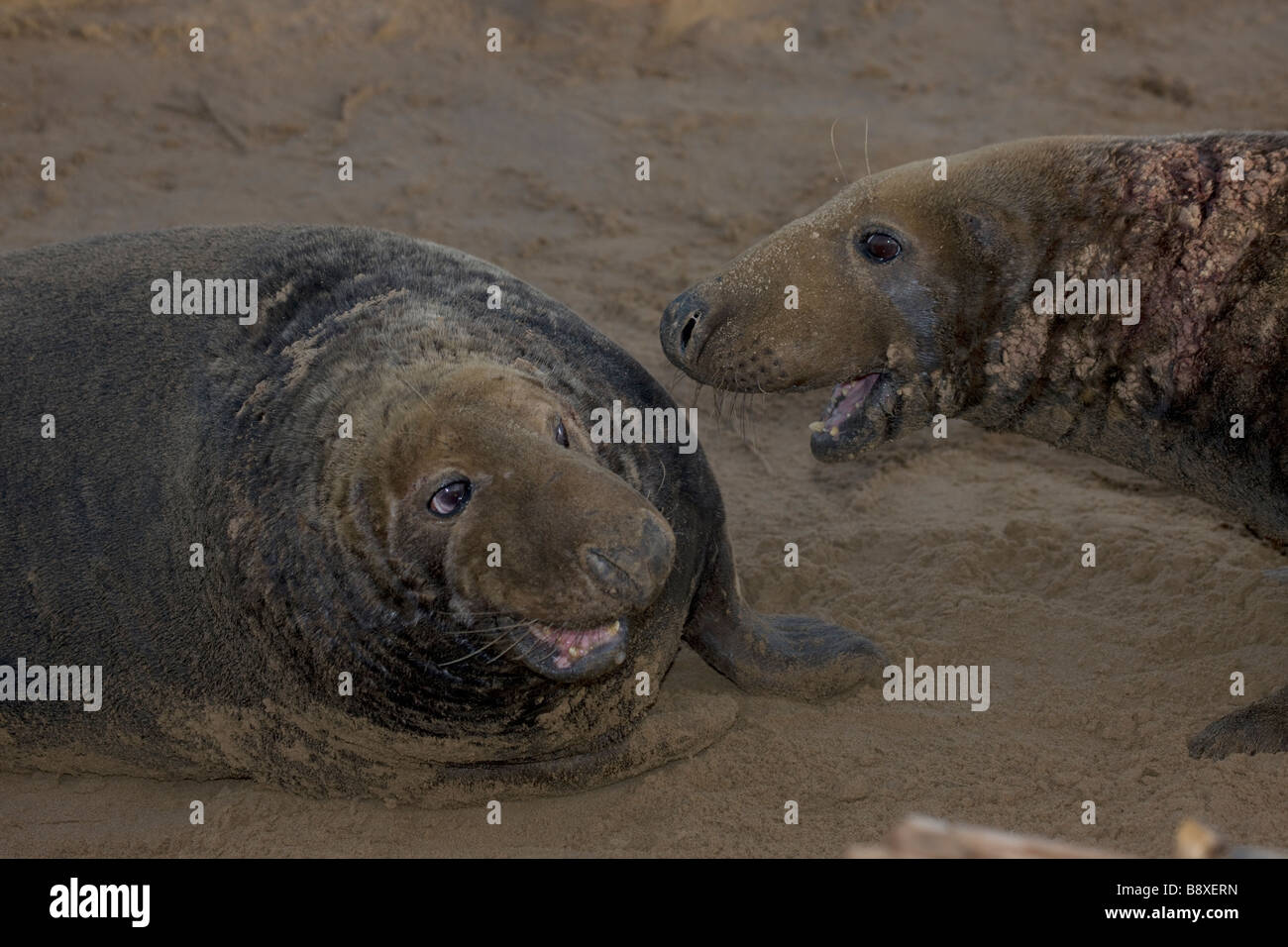 Grey Seals (Halichoerus grypus) United Kingdom - Two males engaged in ...