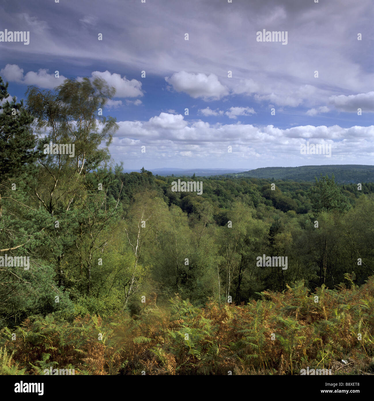 View across Hindhead Common in Surrey Stock Photo - Alamy
