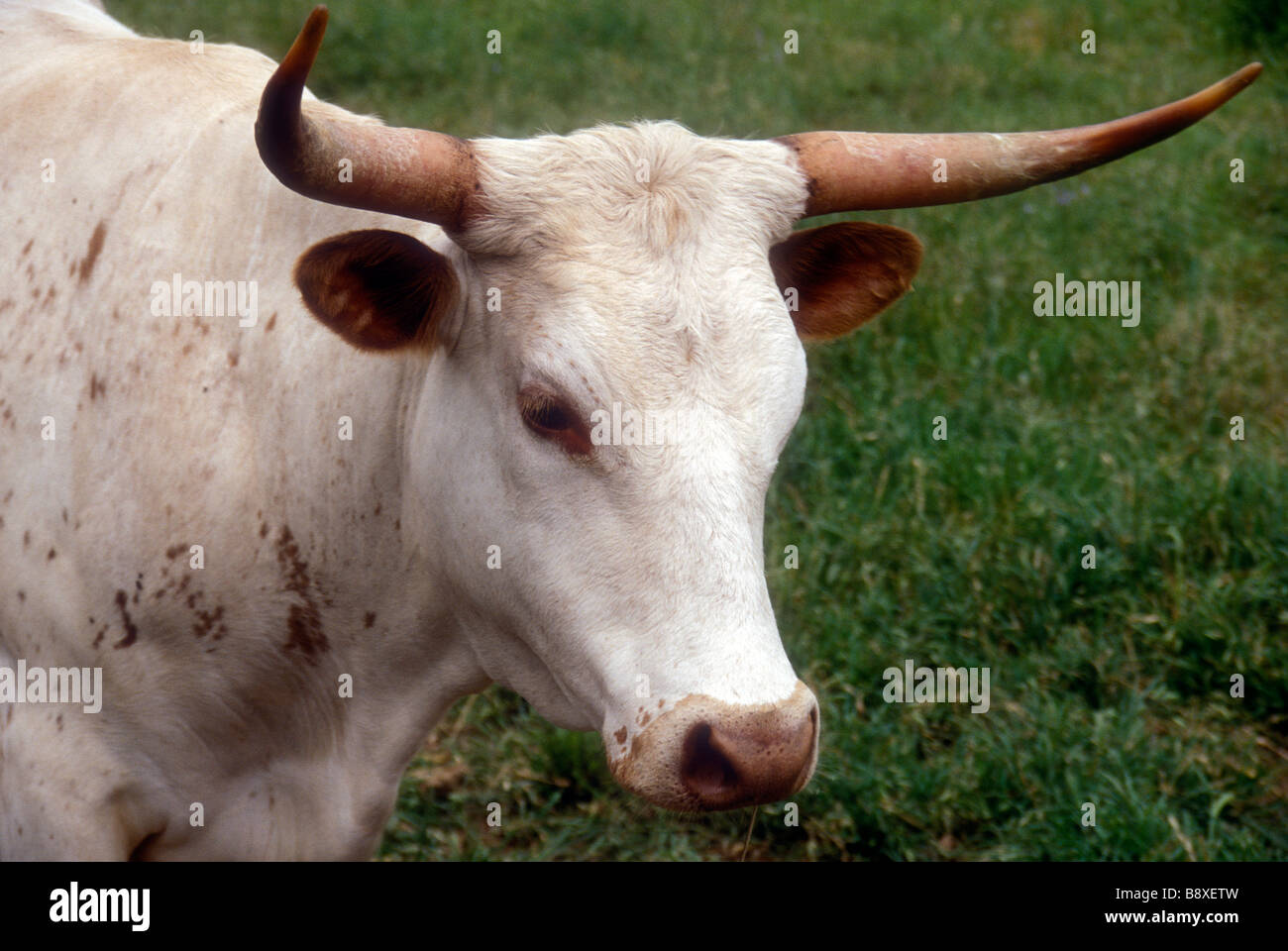 Texas longhorn face to face hi-res stock photography and images - Alamy
