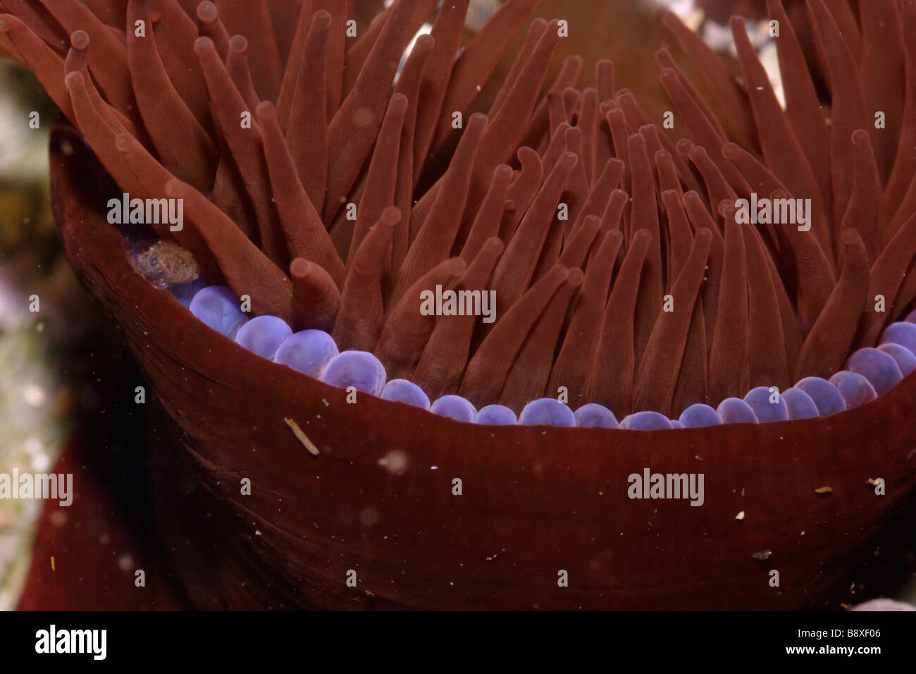 Beadlet anemone Actinia equina Actiniidae close up showing the row of ...