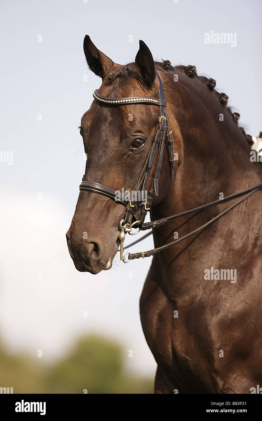 Budyonny - portrait Stock Photo - Alamy