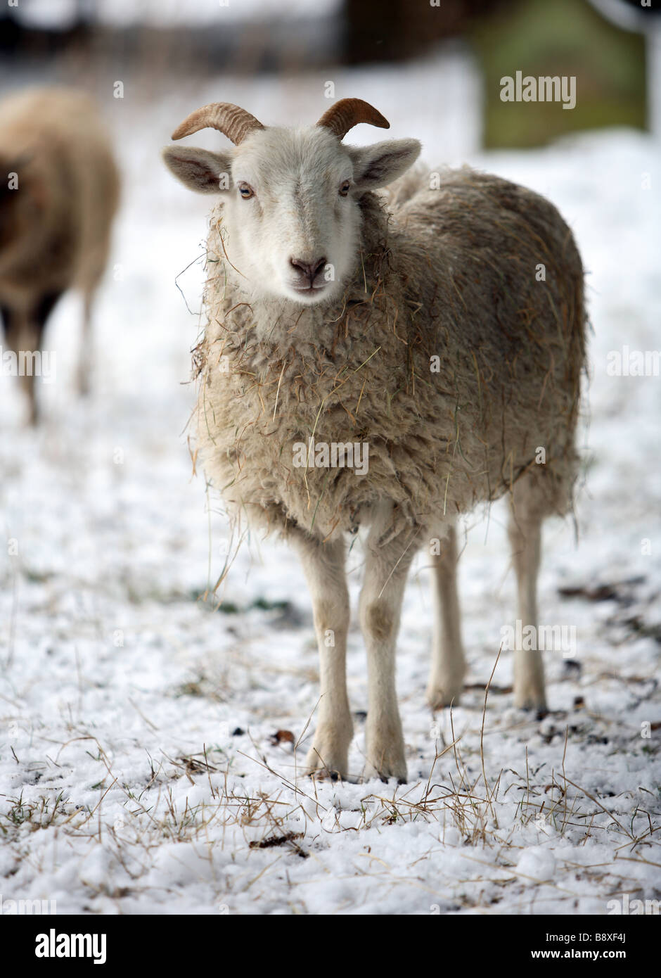Sheep in Winter snow Stock Photo - Alamy
