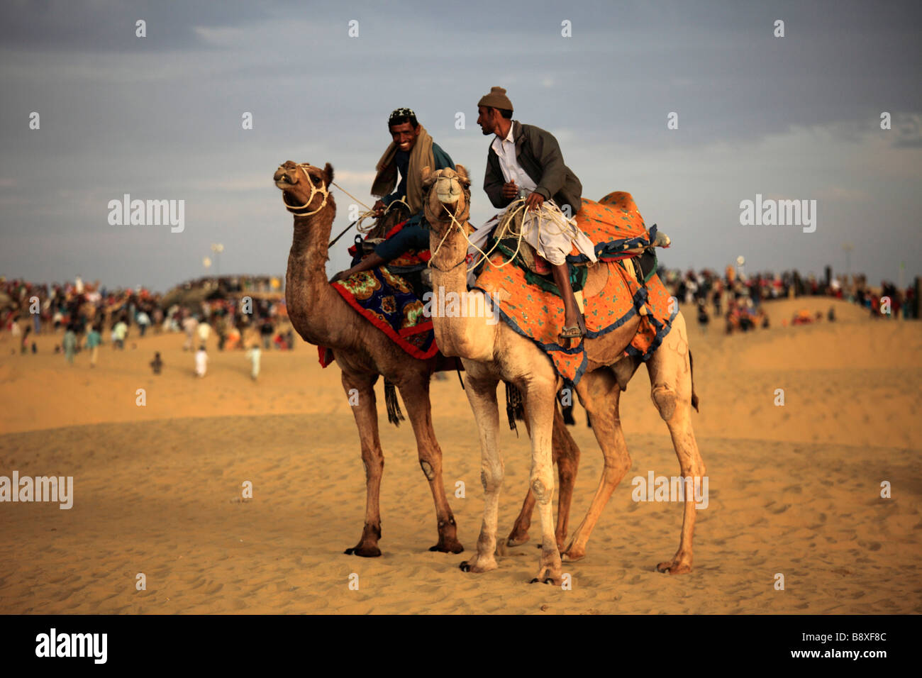 Thar desert camels hi-res stock photography and images - Alamy