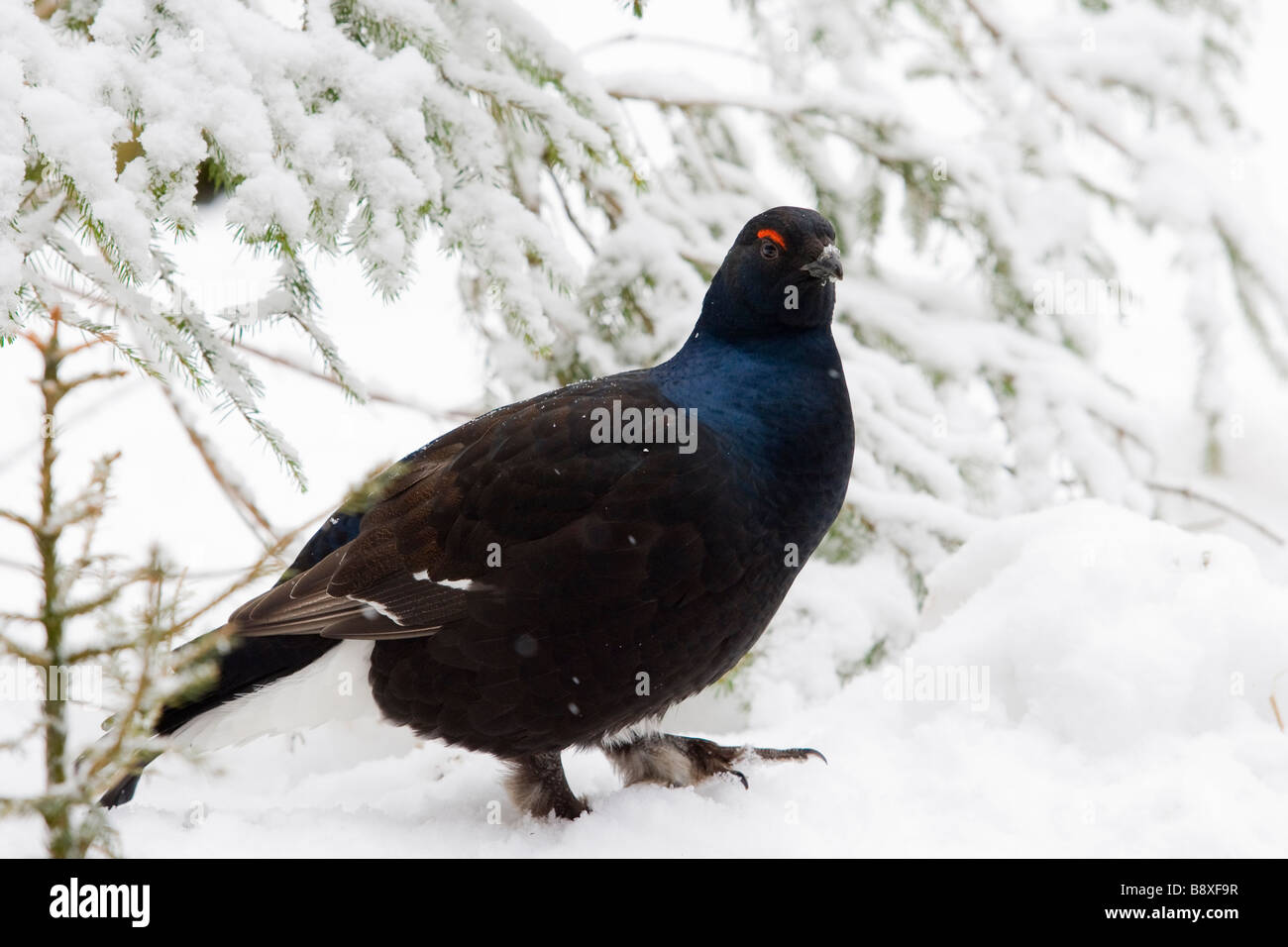 Black grouse snow hi-res stock photography and images - Alamy