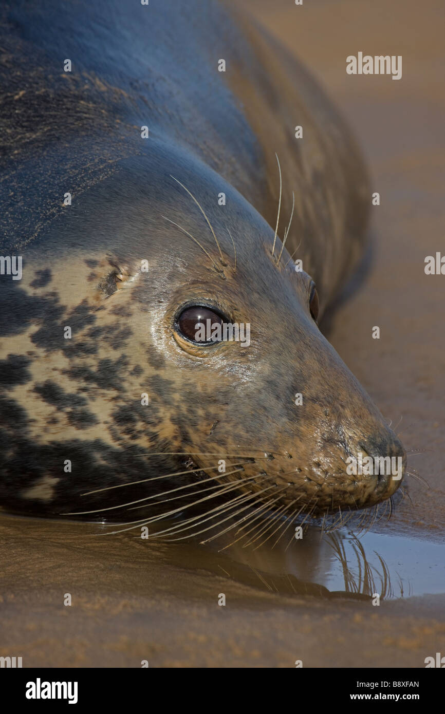 Grey seal female hi-res stock photography and images - Alamy