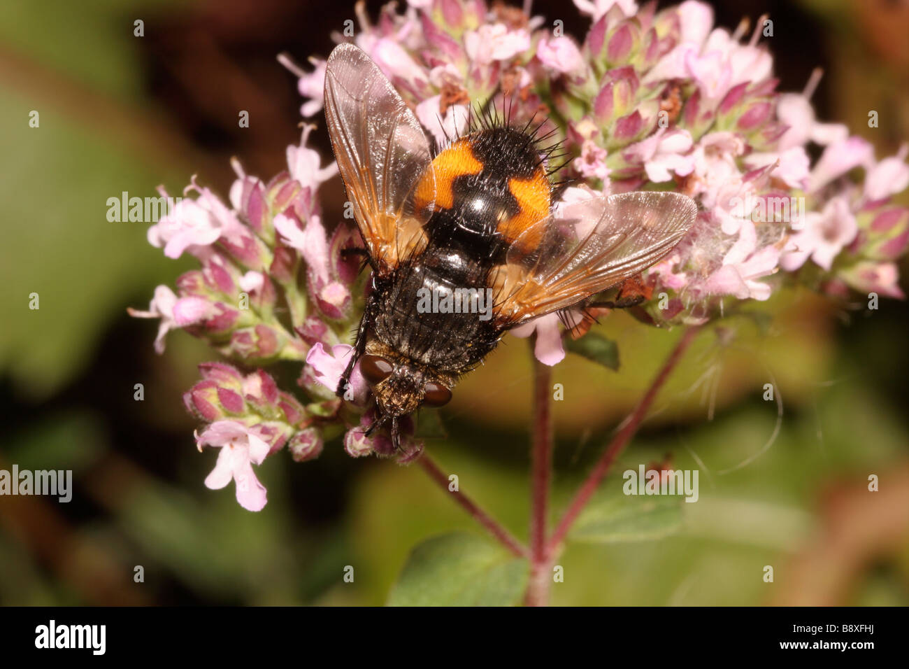 Tachina tachinidae hi-res stock photography and images - Alamy