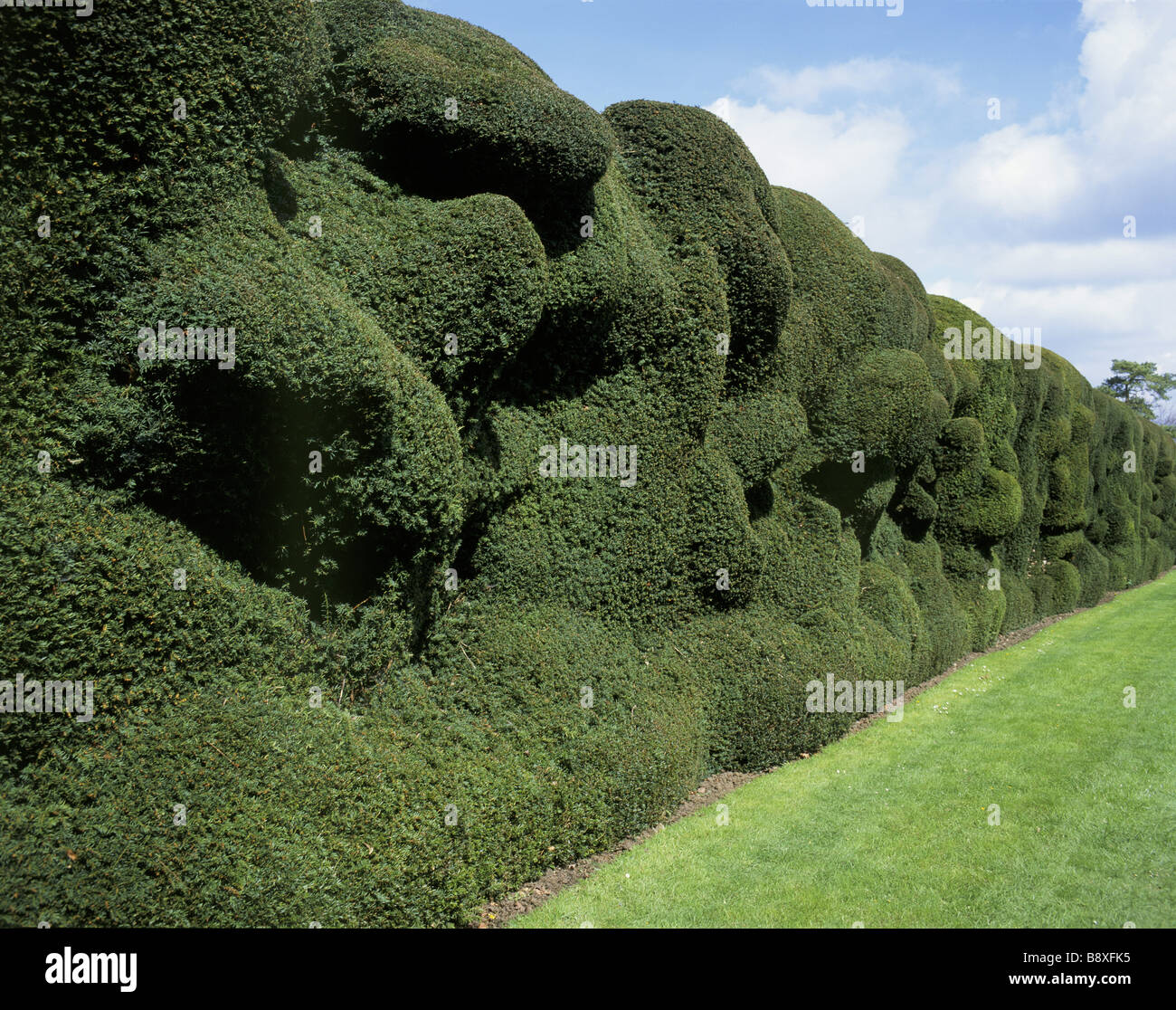 Clipped yew yews hedge topiary hi-res stock photography and images - Alamy