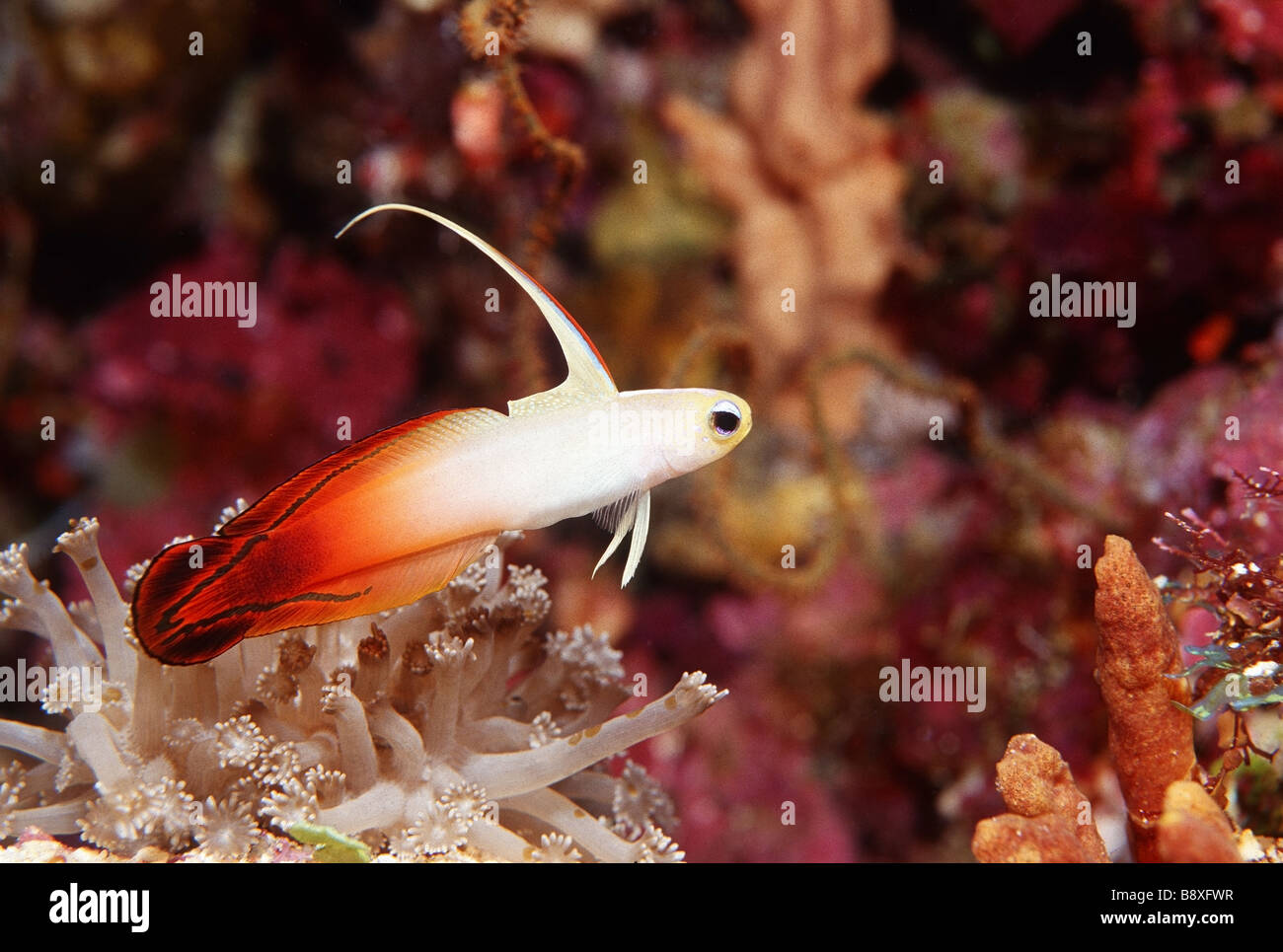 fire goby Nemateleotris magnifica Stock Photo - Alamy