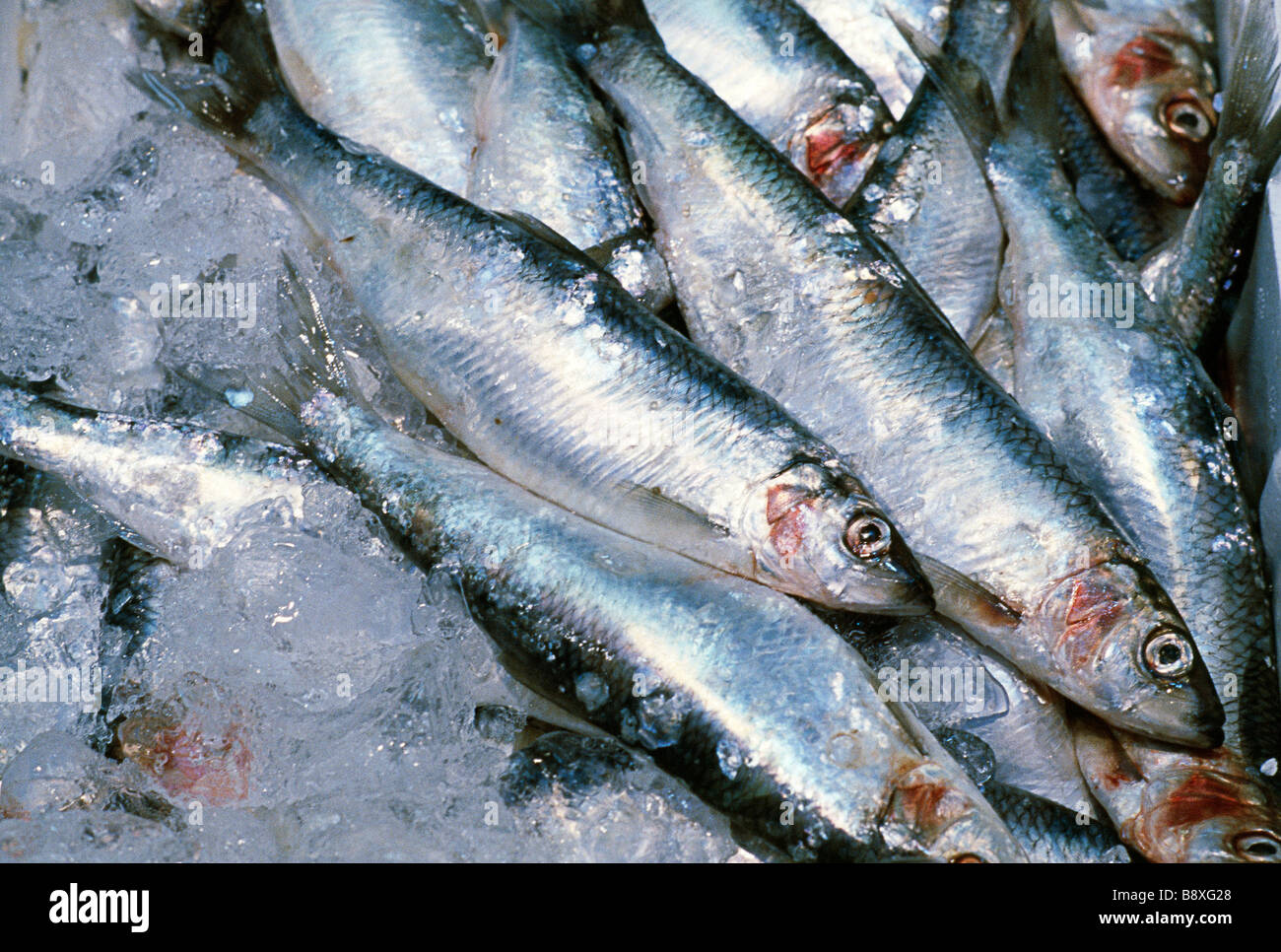 Herrings fish hi-res stock photography and images - Alamy