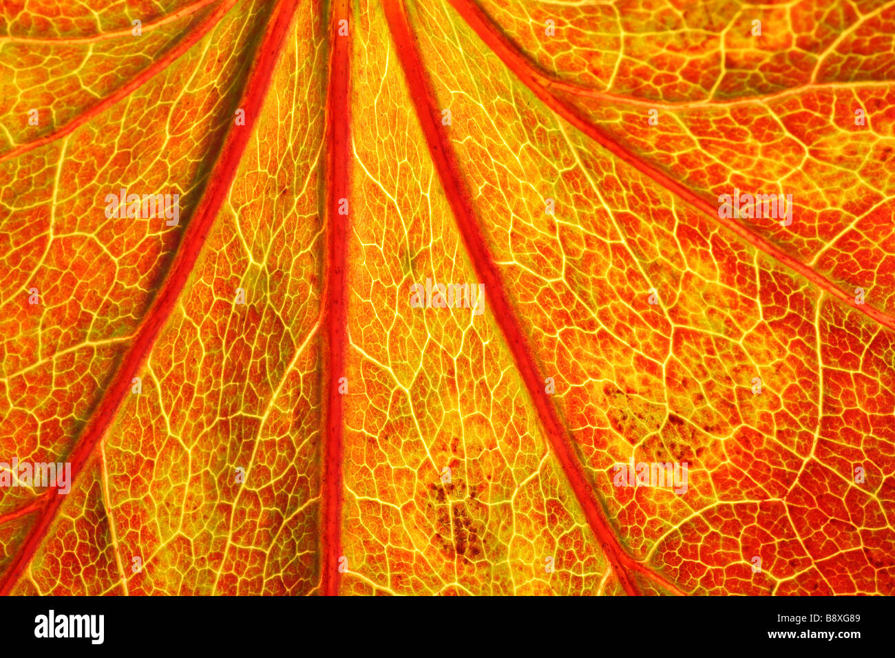close up detail of a boston ivy leaf Stock Photo - Alamy