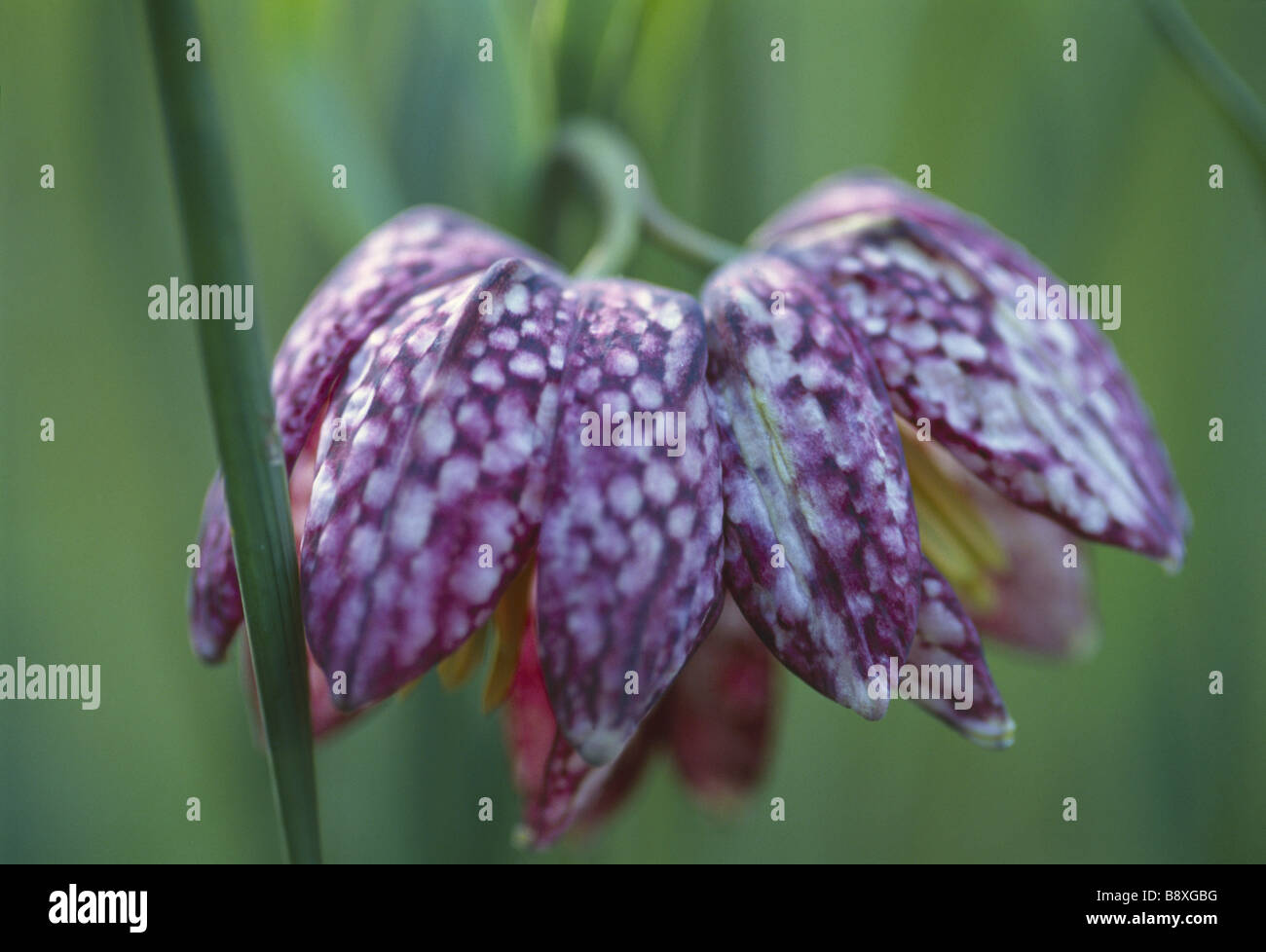 Spring hinton ampner hampshire hi-res stock photography and images - Alamy