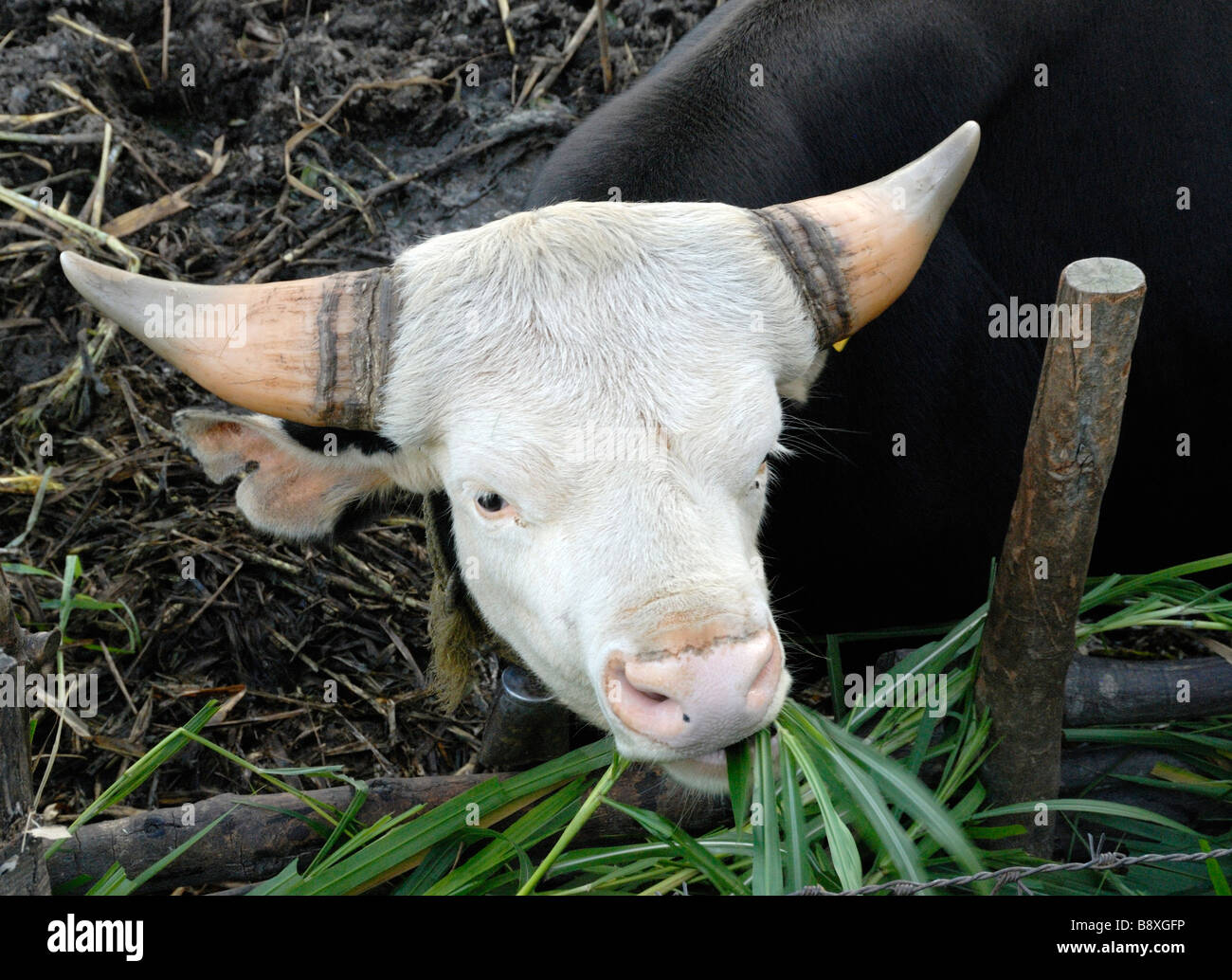 Mithun hi-res stock photography and images - Alamy